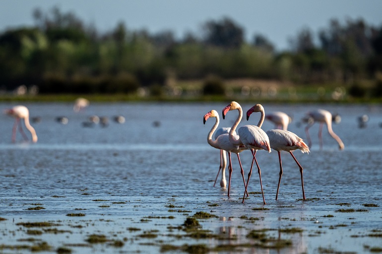 Doñana National Park Travel Guide - Spain - Eupedia